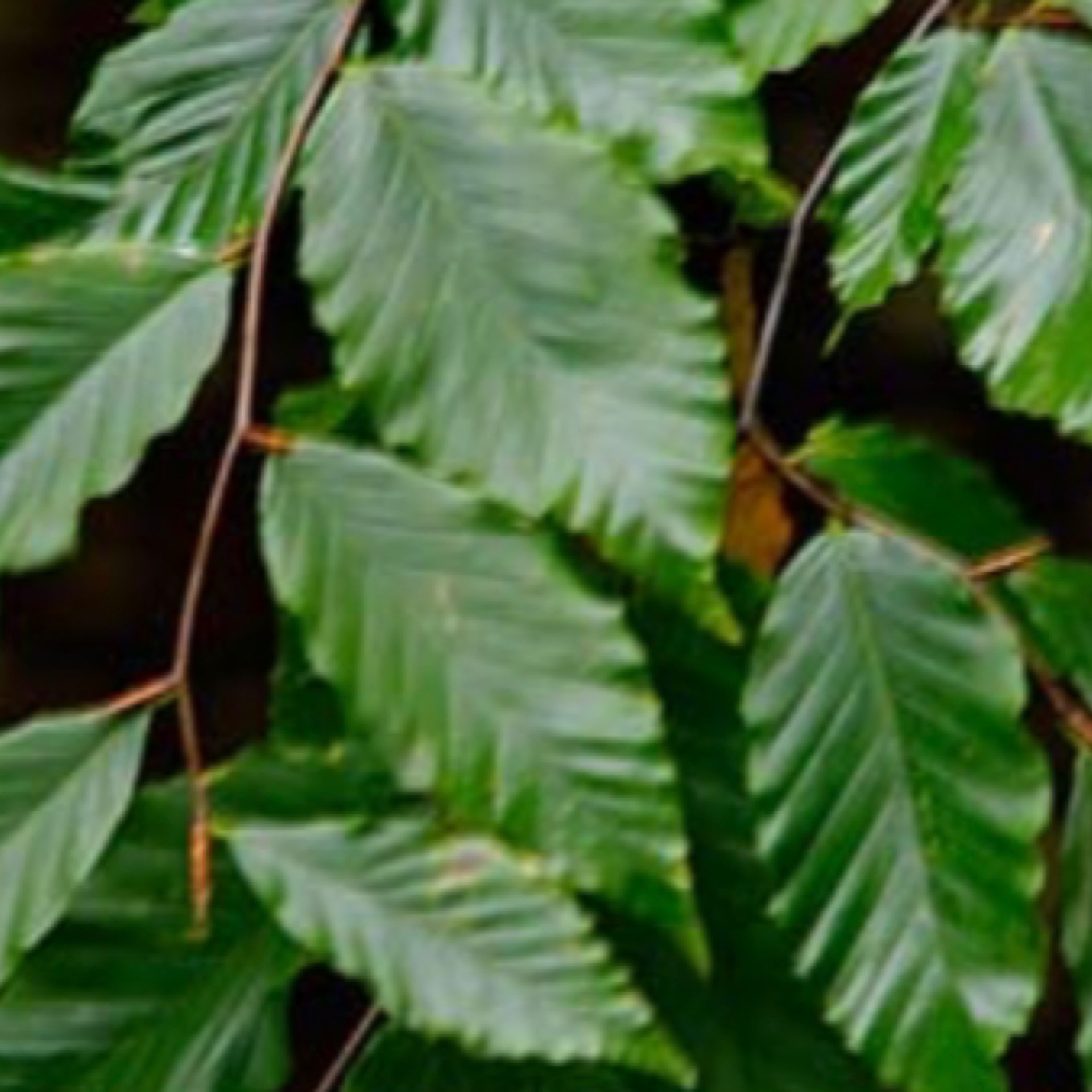 Beech - 'American' - 202 Tree Center