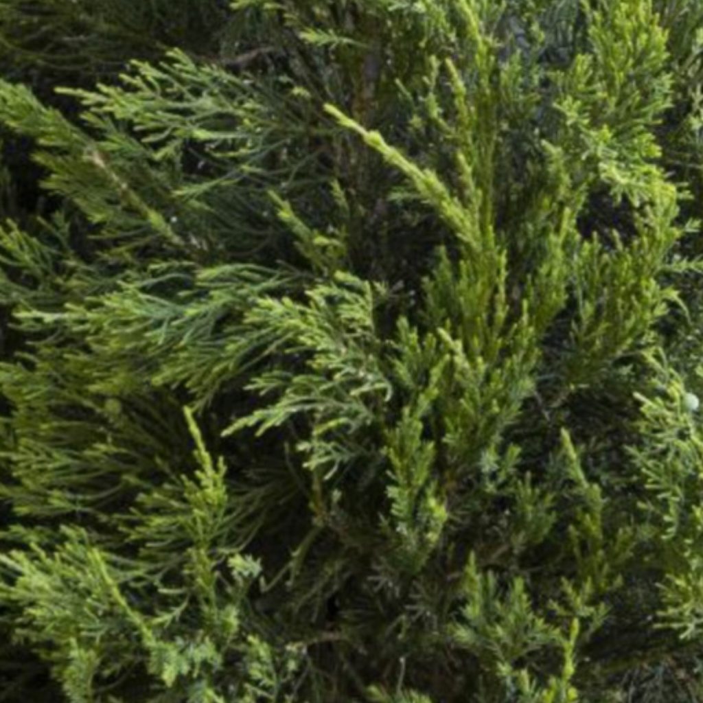 Juniper - Hetz Col. - 202 Tree Center