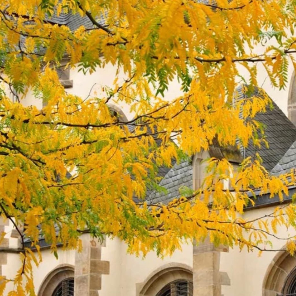 Locust - Shademaster - 202 Tree Center