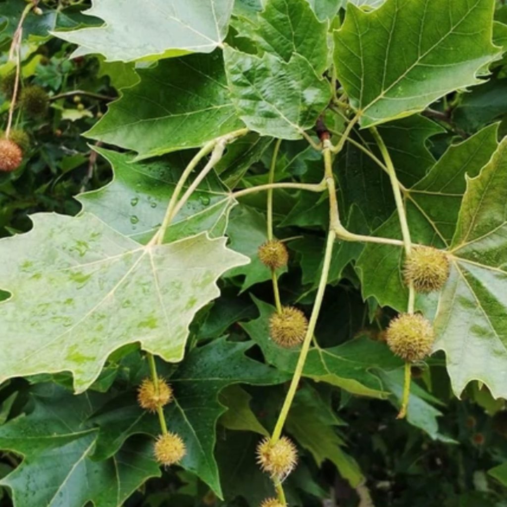 London Plane - Exclamation - 202 Tree Center