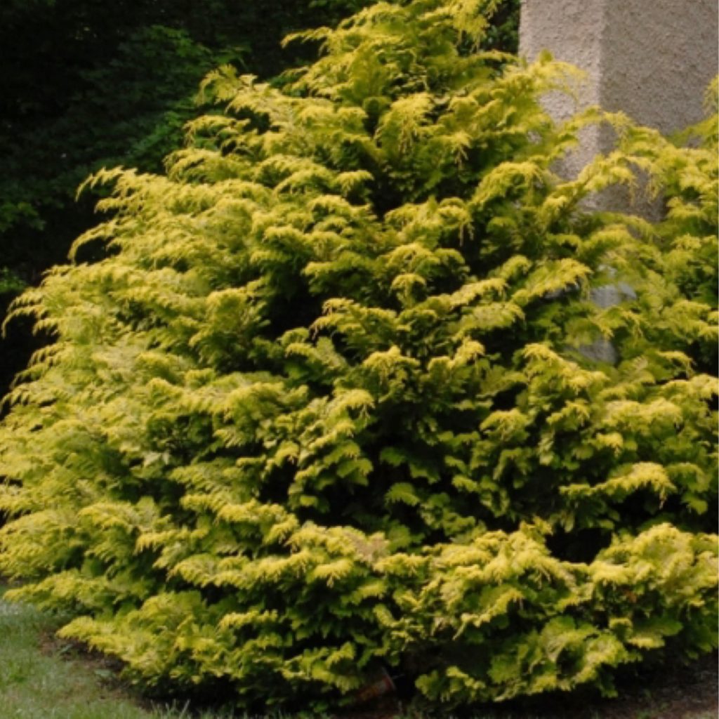 Chamaecyparis - Crippsii - 202 Tree Center