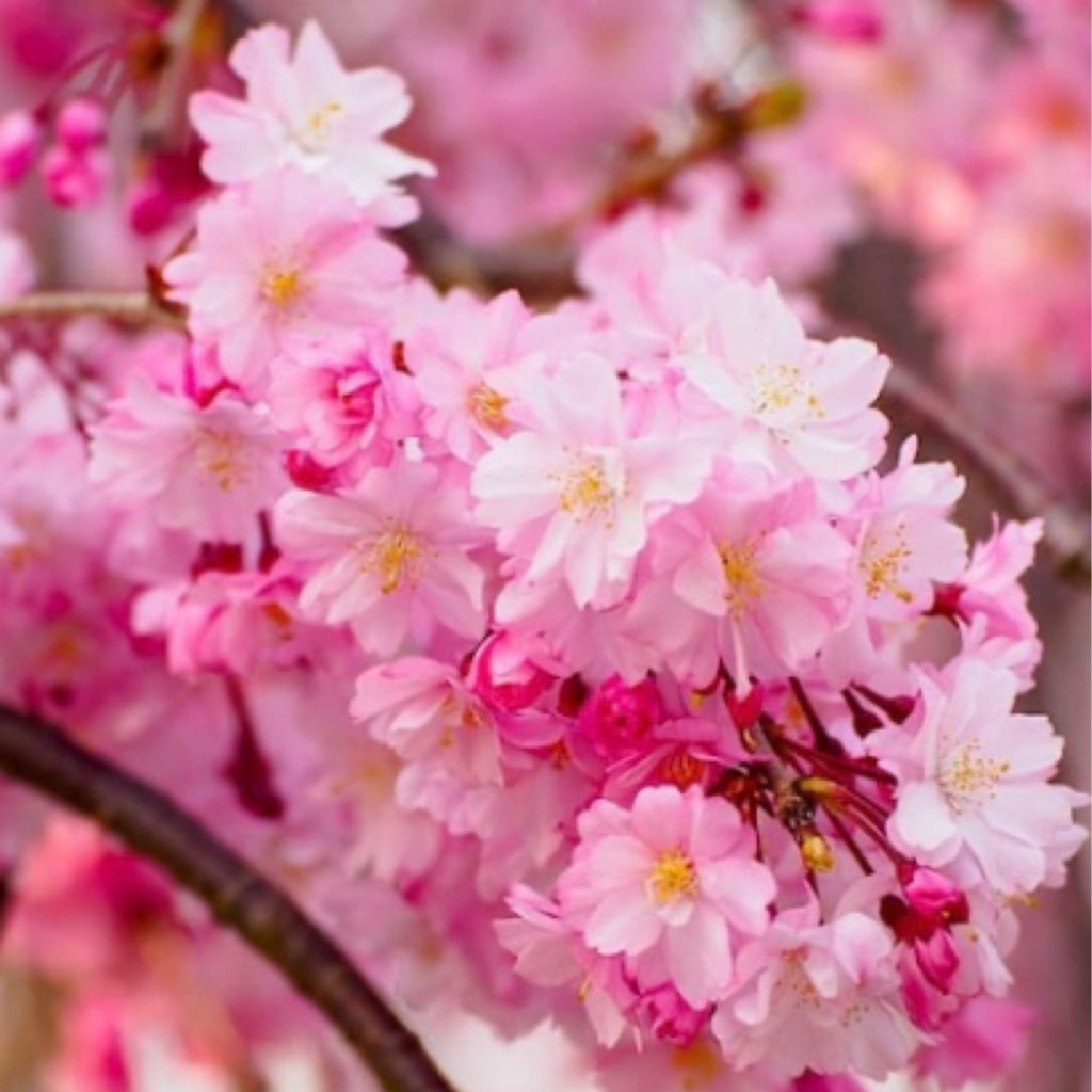 Cherry - Weeping “Double-pink” - 202 Tree Center