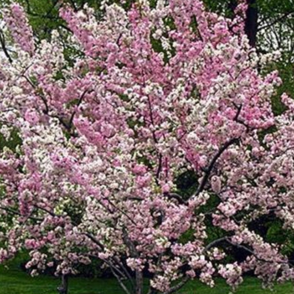 Crabapple - Robinson (30% off!) - 202 Tree Center