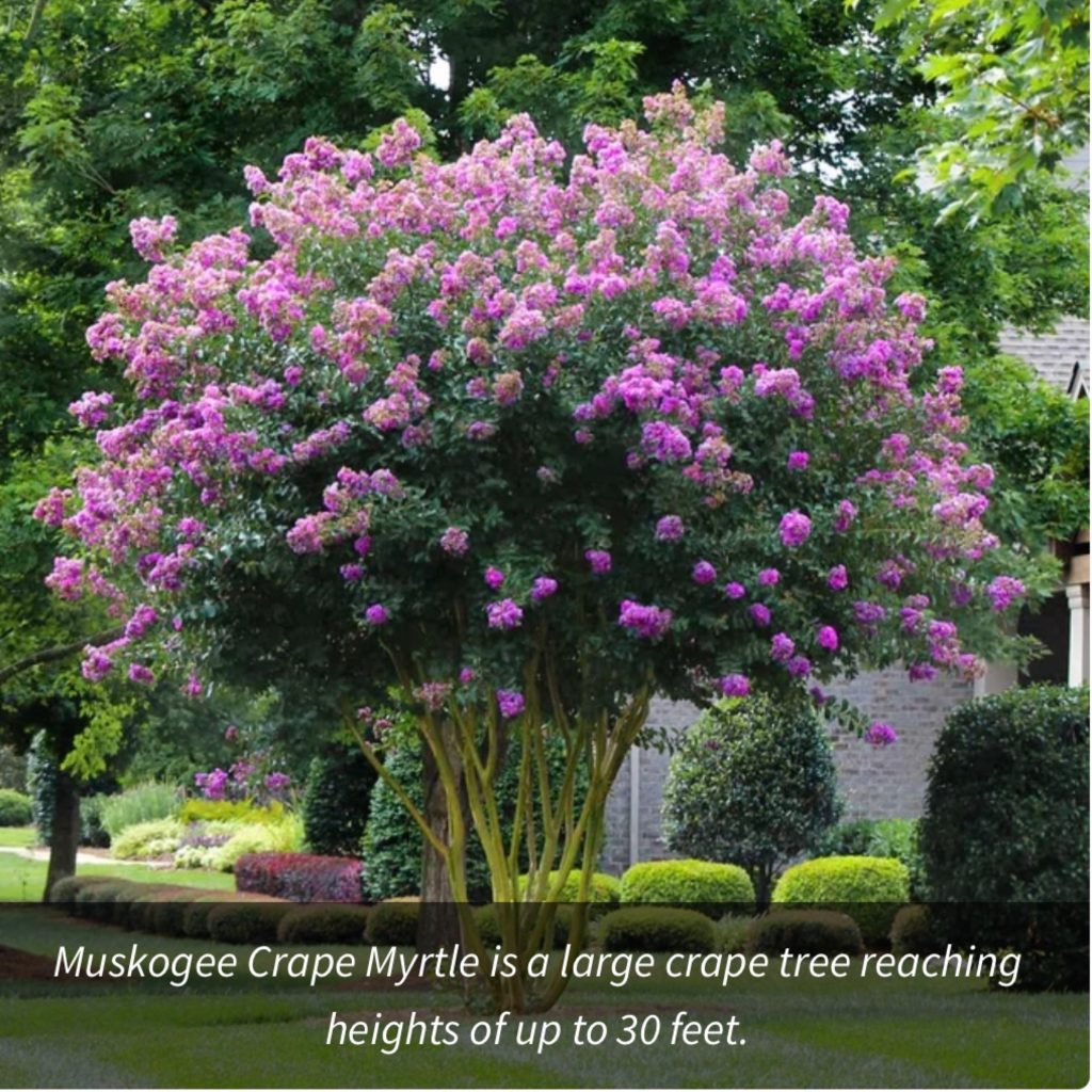 Crape Myrtle - Muskogee - 202 Tree Center