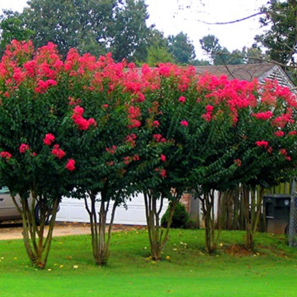Crape Myrtle - Red Rocket - 202 Tree Center