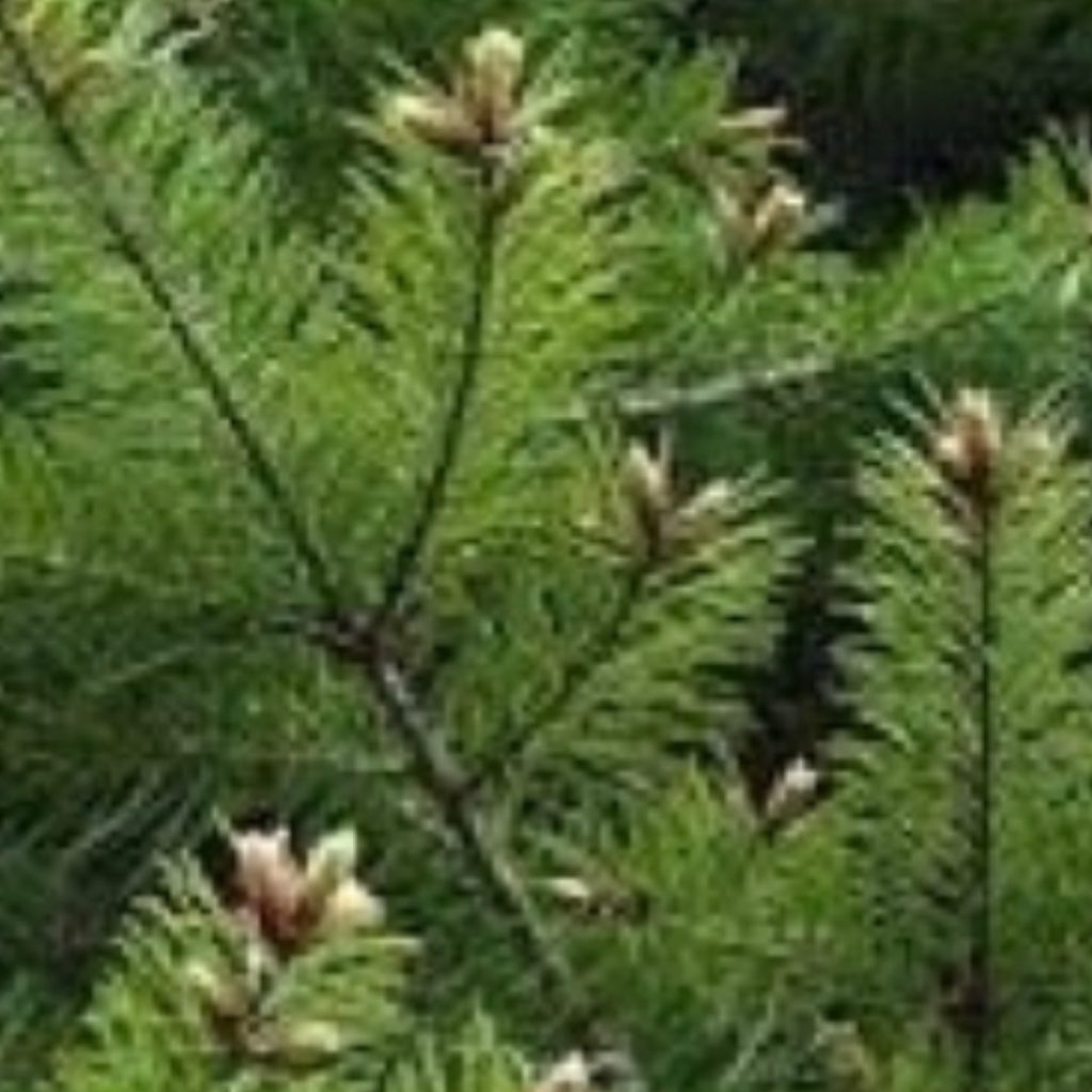 Douglas Christmas Tree - 202 Tree Center