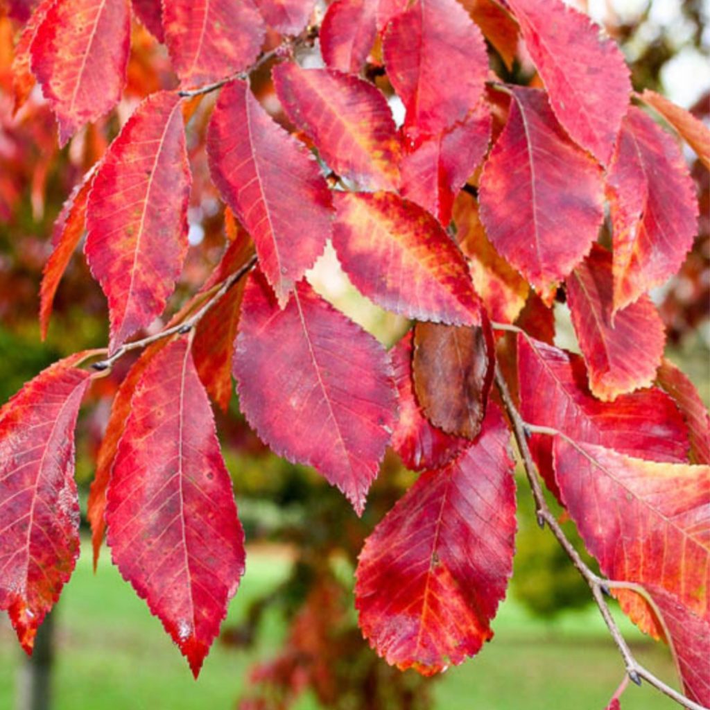 Elm - Frontier - 202 Tree Center