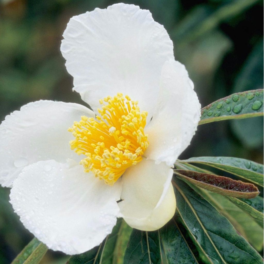 Franklin Tree (Franklinia Alatamaha) - 202 Tree Center